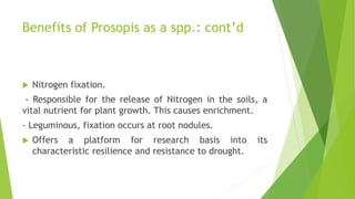 Prosopis Management Strategies and Benefits | PPTX