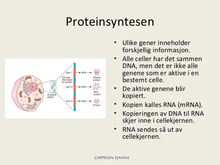 Proteinsyntesen