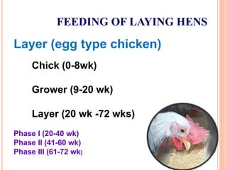 Feeding management of poultry | PPTX