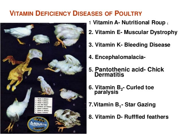 Feeding management of poultry