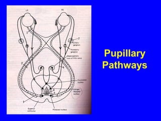 7344134-ophtha-neuro-ophthalmology-160125202855 (1).pdf