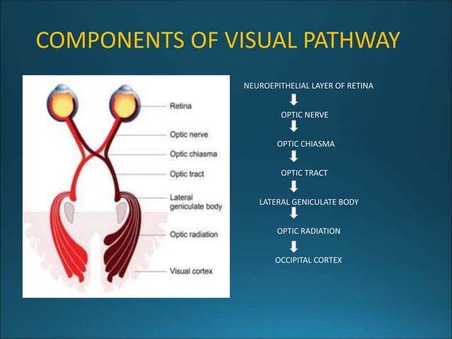 734_Visual_Pathway_lesions.pptx