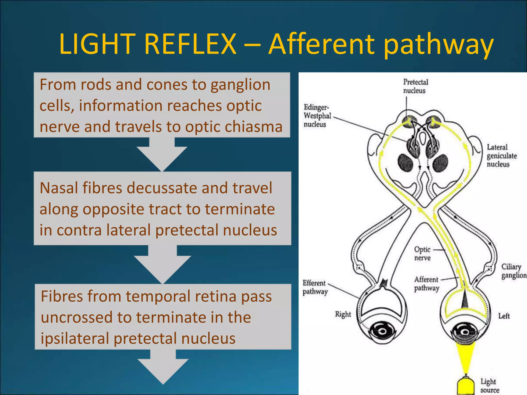 734_Visual_Pathway_lesions.pptx