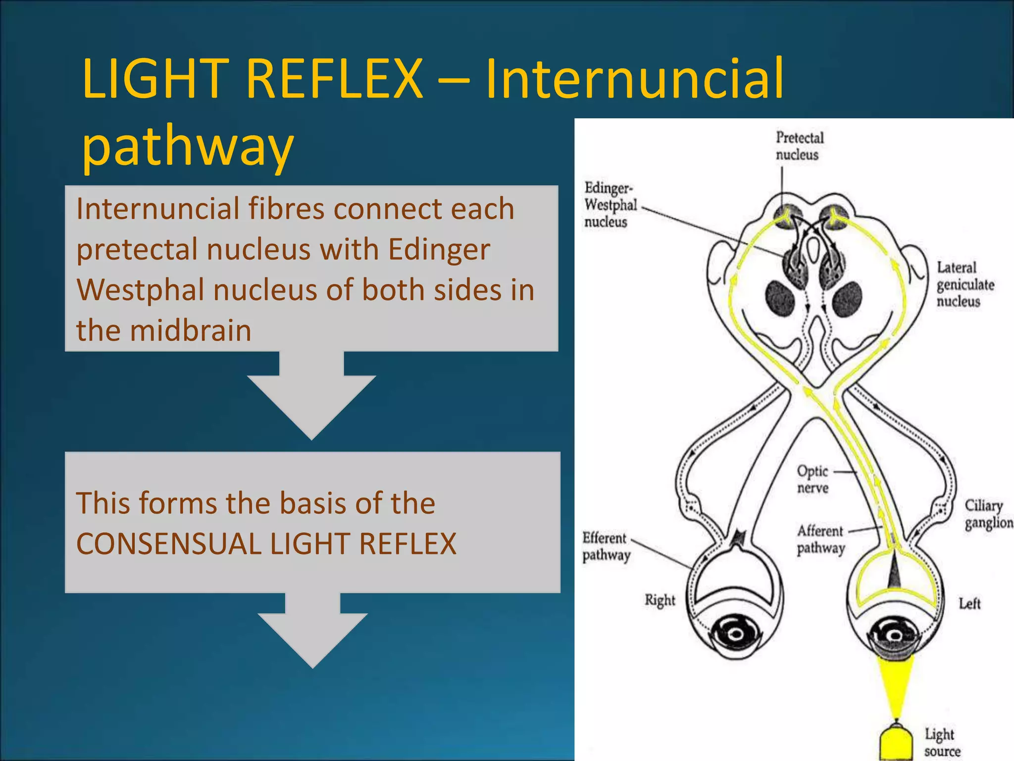 734_Visual_Pathway_lesions.pptx