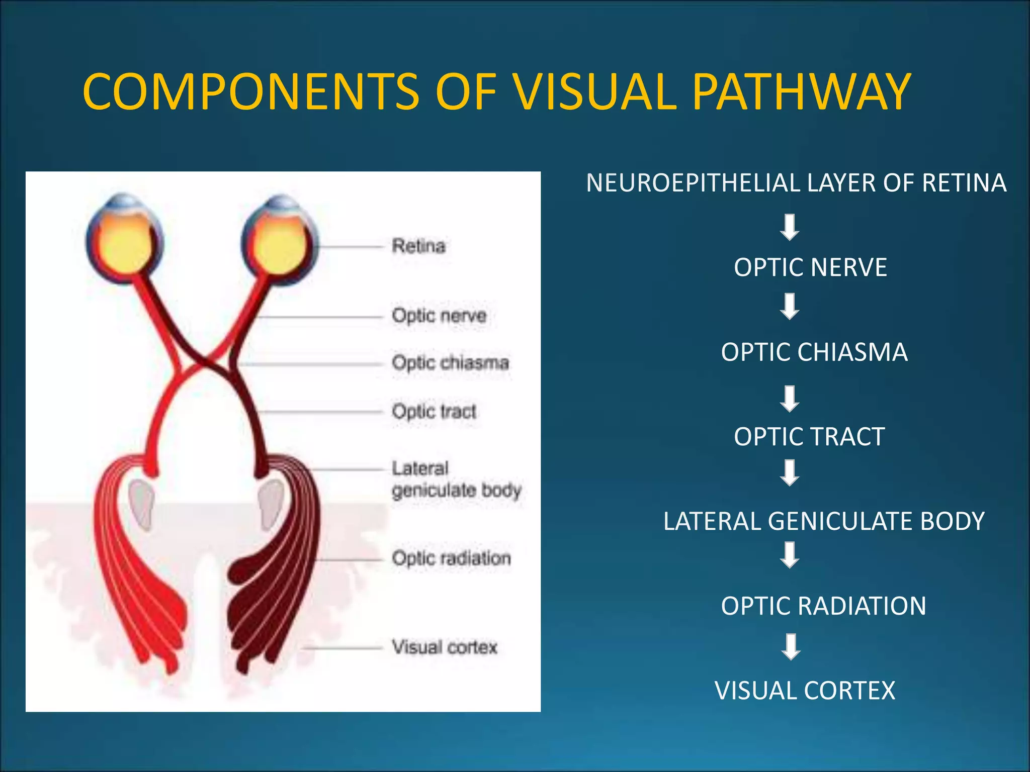 734_Visual_Pathway_lesions.pptx