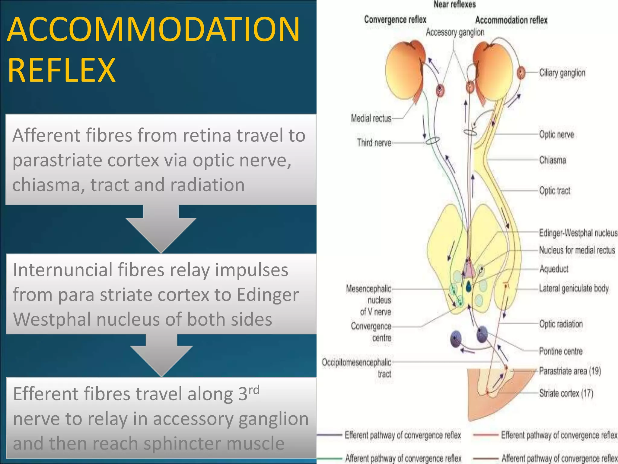 734_Visual_Pathway_lesions.pptx