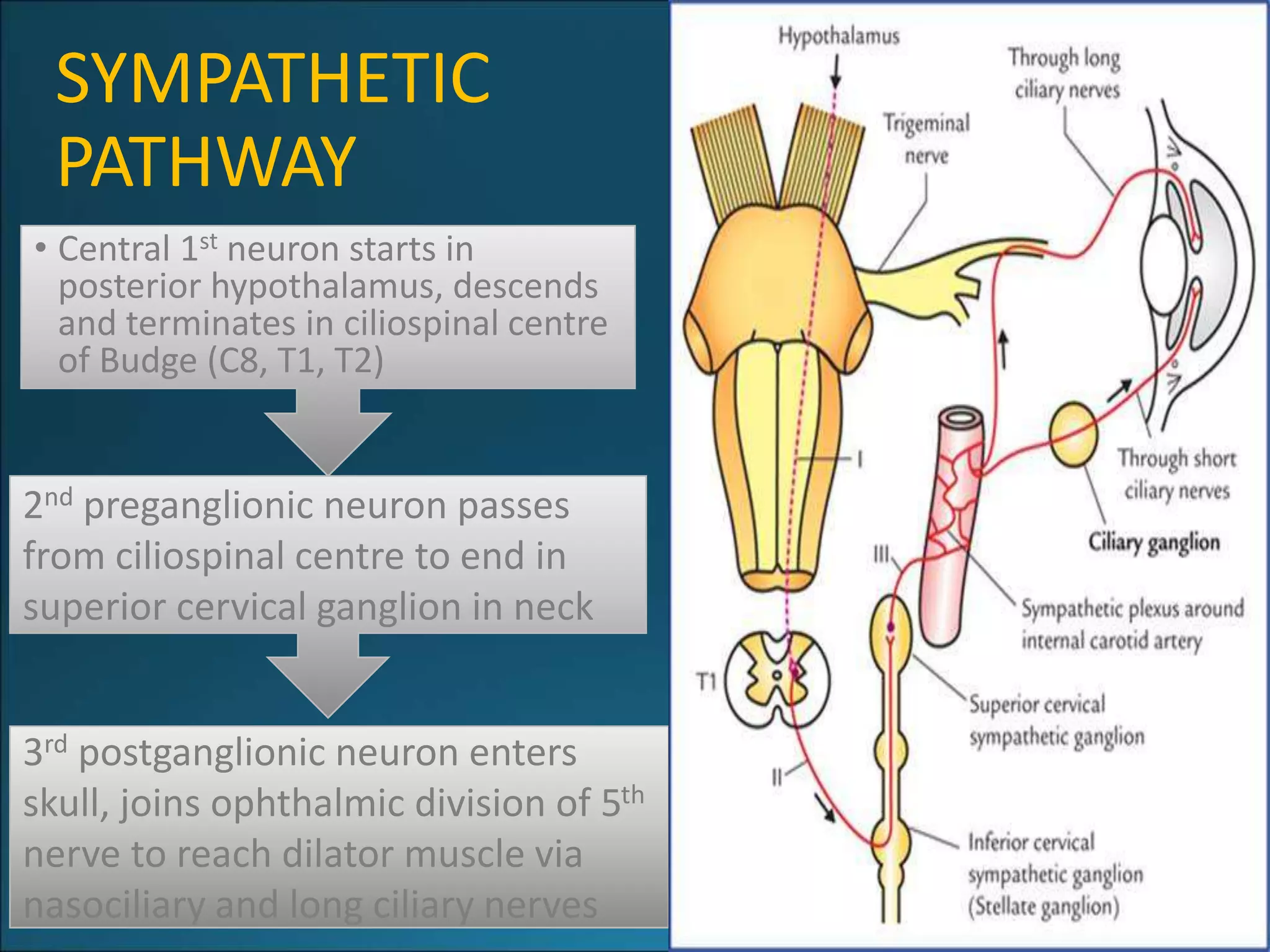 734_Visual_Pathway_lesions.pptx