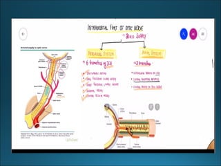 734_Visual_Pathway_lesions AND ANATOMY.ppt