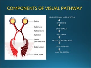 734_Visual_Pathway_lesions AND ANATOMY.ppt