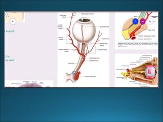 734_Visual_Pathway_lesions AND ANATOMY.ppt