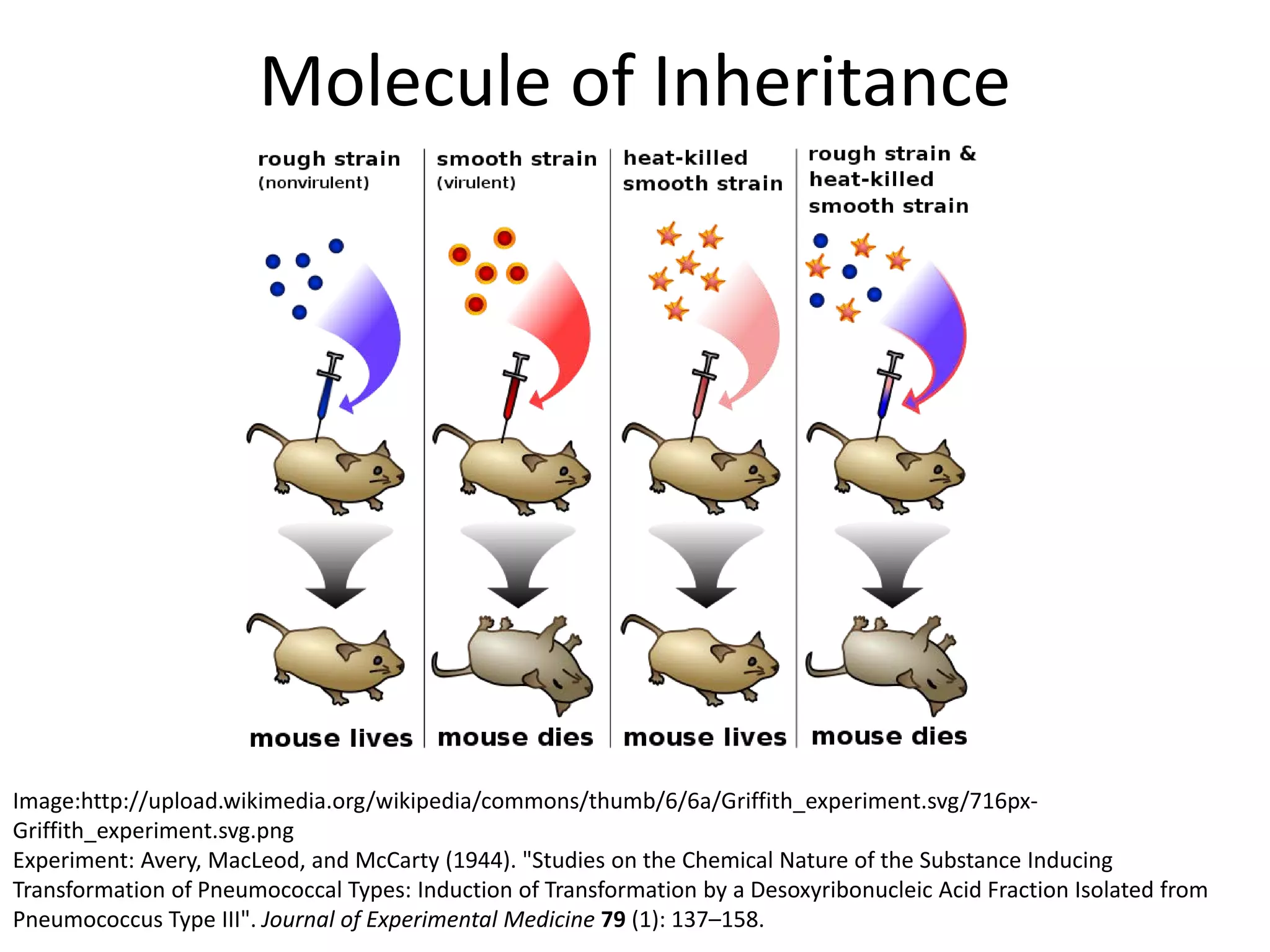 Introduction to Bioinformatics | PDF
