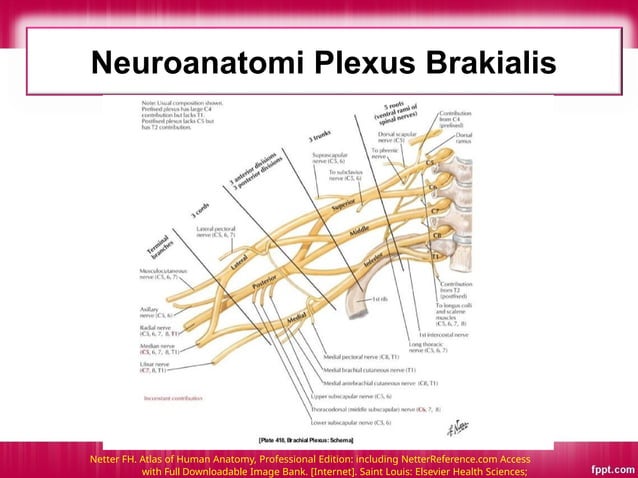 738150213-PPT-Plexopathy-DW0fadf822.pptx
