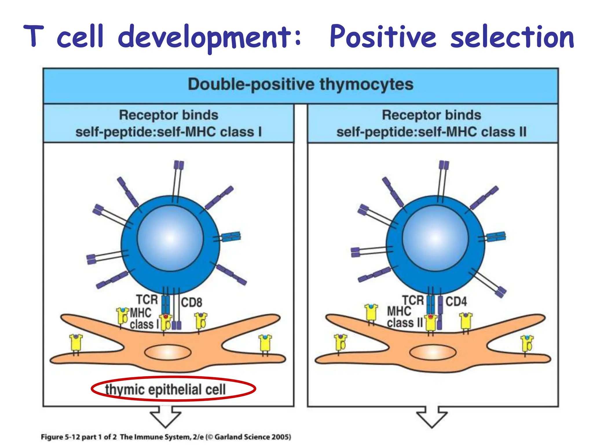 7394415-Lymphocyte-Development power point | PPT