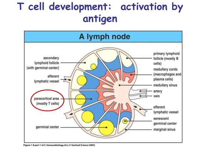 7394415-Lymphocyte-Development power point | PPT