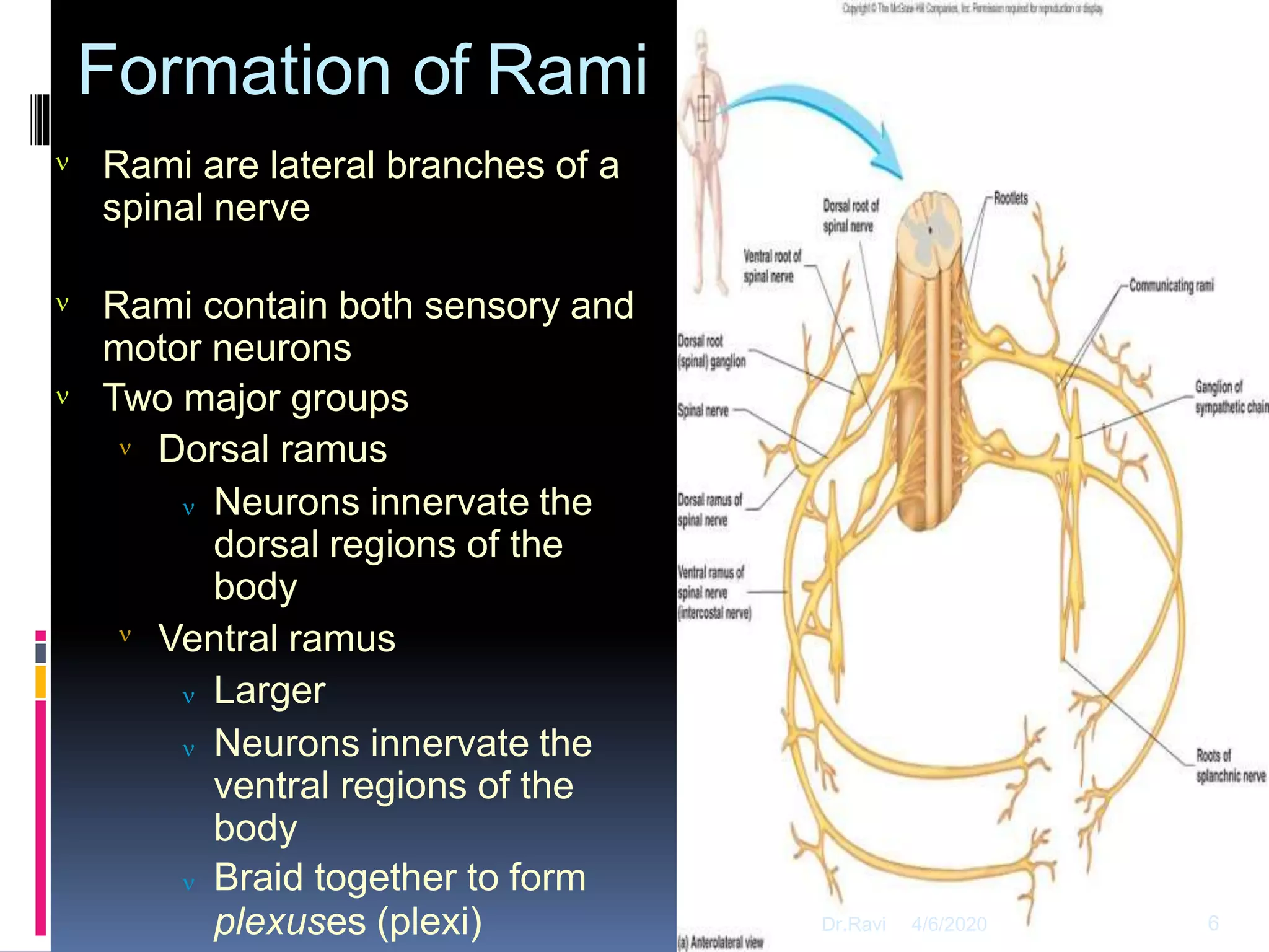 Brachial Plexus- Dr.K.S.Ravi