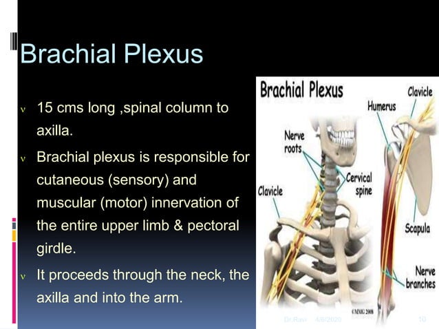 Brachial Plexus- Dr.K.S.Ravi | Death, Injury, or Military Conflict ...