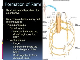 Brachial Plexus- Dr.K.S.Ravi