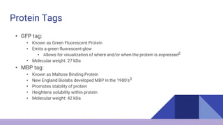 MBP-Putrescine Oxidase | PPTX