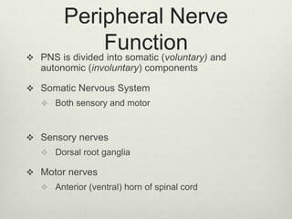 PNS STUDENT - Sheppard | PPTX | Brain and Nervous System Disorders ...
