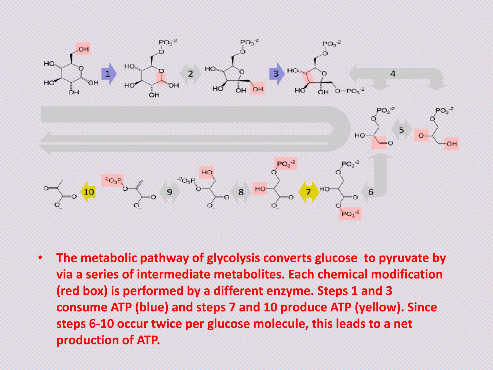 Glycolysis-general introduction and pathway with biochemical logic | PPTX