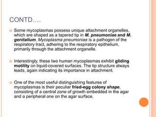 745_Mycoplasma.pptx