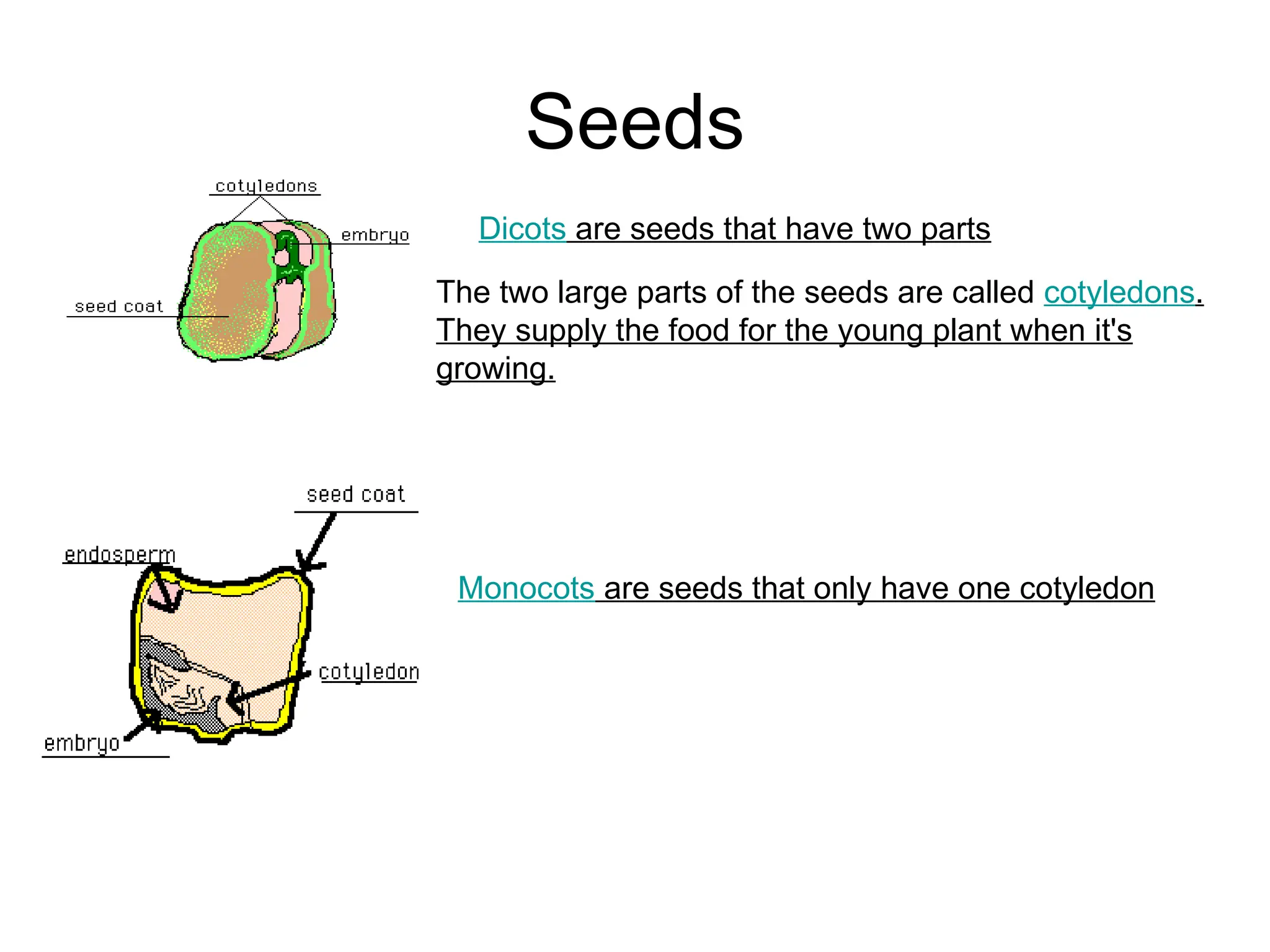 Comparing Monocot and Dicot Plants PowerPoint | PPT