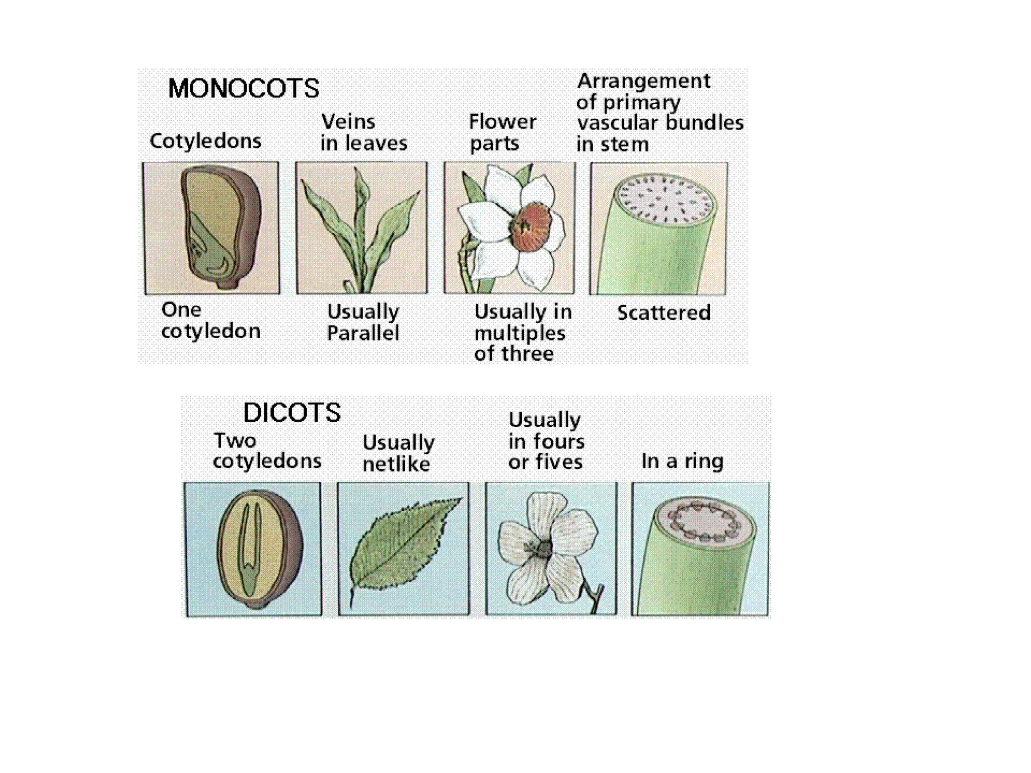 Comparing Monocot and Dicot Plants PowerPoint | PPT