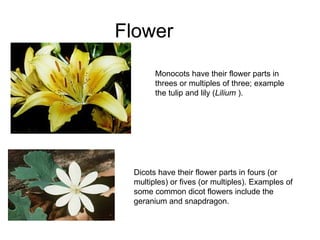 Comparing Monocot and Dicot Plants PowerPoint | PPT