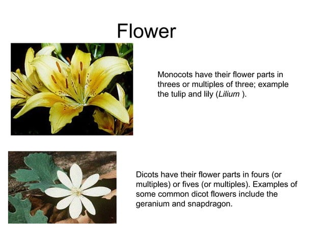 Comparing Monocot and Dicot Plants PowerPoint | PPT