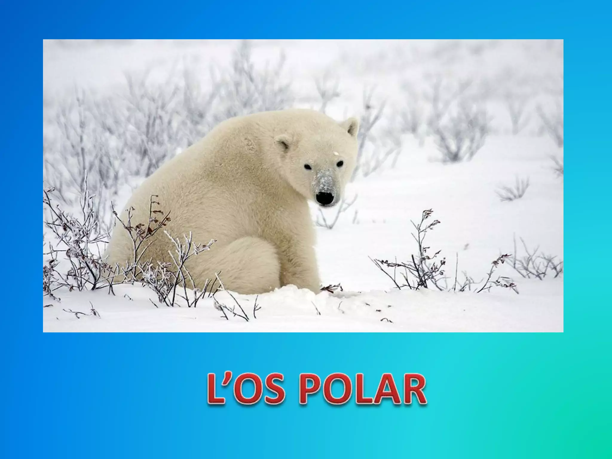L’os polar | PPT