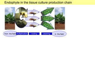 Banana tissue culture: from endophytes to market pathways | PDF
