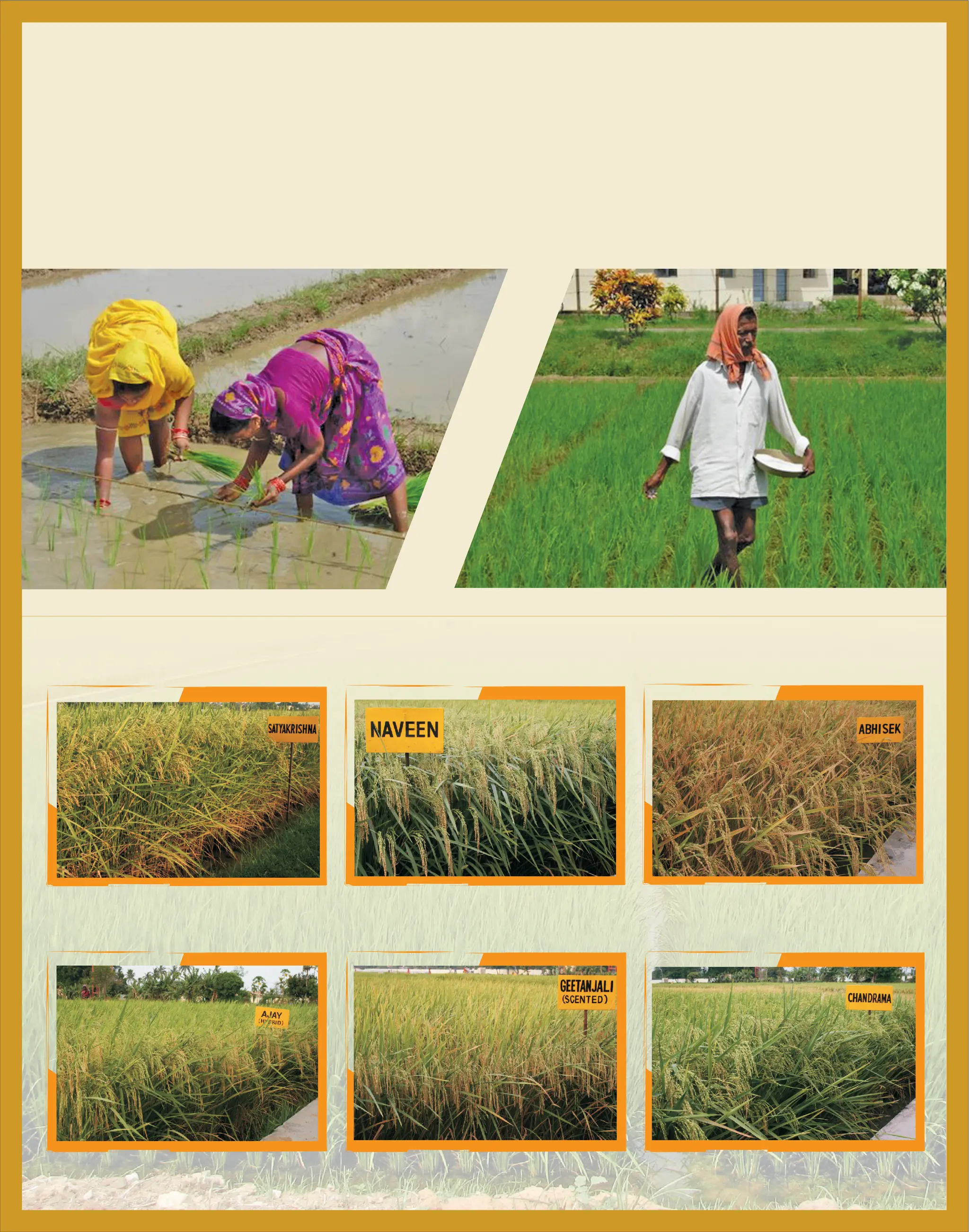 75.-Crop-CalenderMonthly-Crop-Calender-for-Rice-Cultivation-_English.pdf