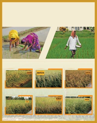 75.-Crop-CalenderMonthly-Crop-Calender-for-Rice-Cultivation-_English.pdf