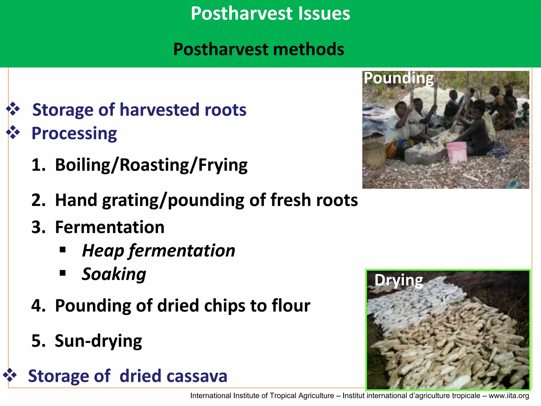 Exploring best options for the inclusion of rural poor in cassava value ...