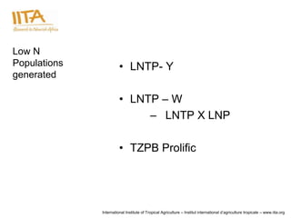 Development of low-N tolerant maize varieties | PDF