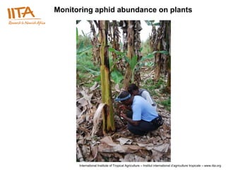 Biology, monitoring and management of banana aphid – vector of banana bunchy top virus | PDF