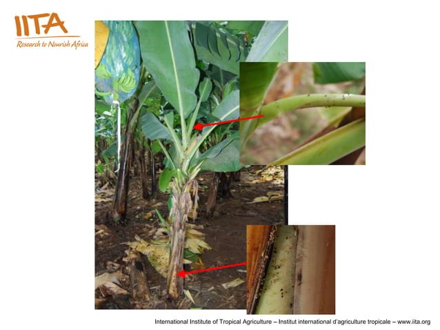 Biology, monitoring and management of banana aphid – vector of banana ...