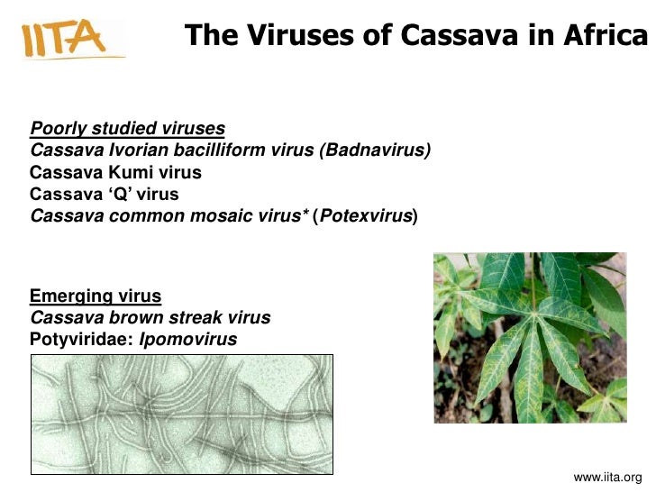 Cultural management of cassava bacterial blight - verylook