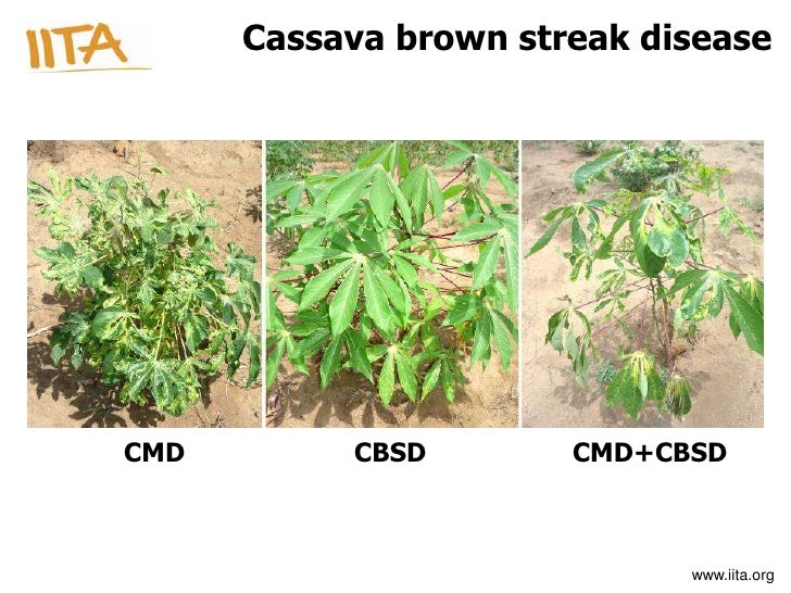 Update On Cassava Brown Streak Disease Cbsd Status Prospects And I