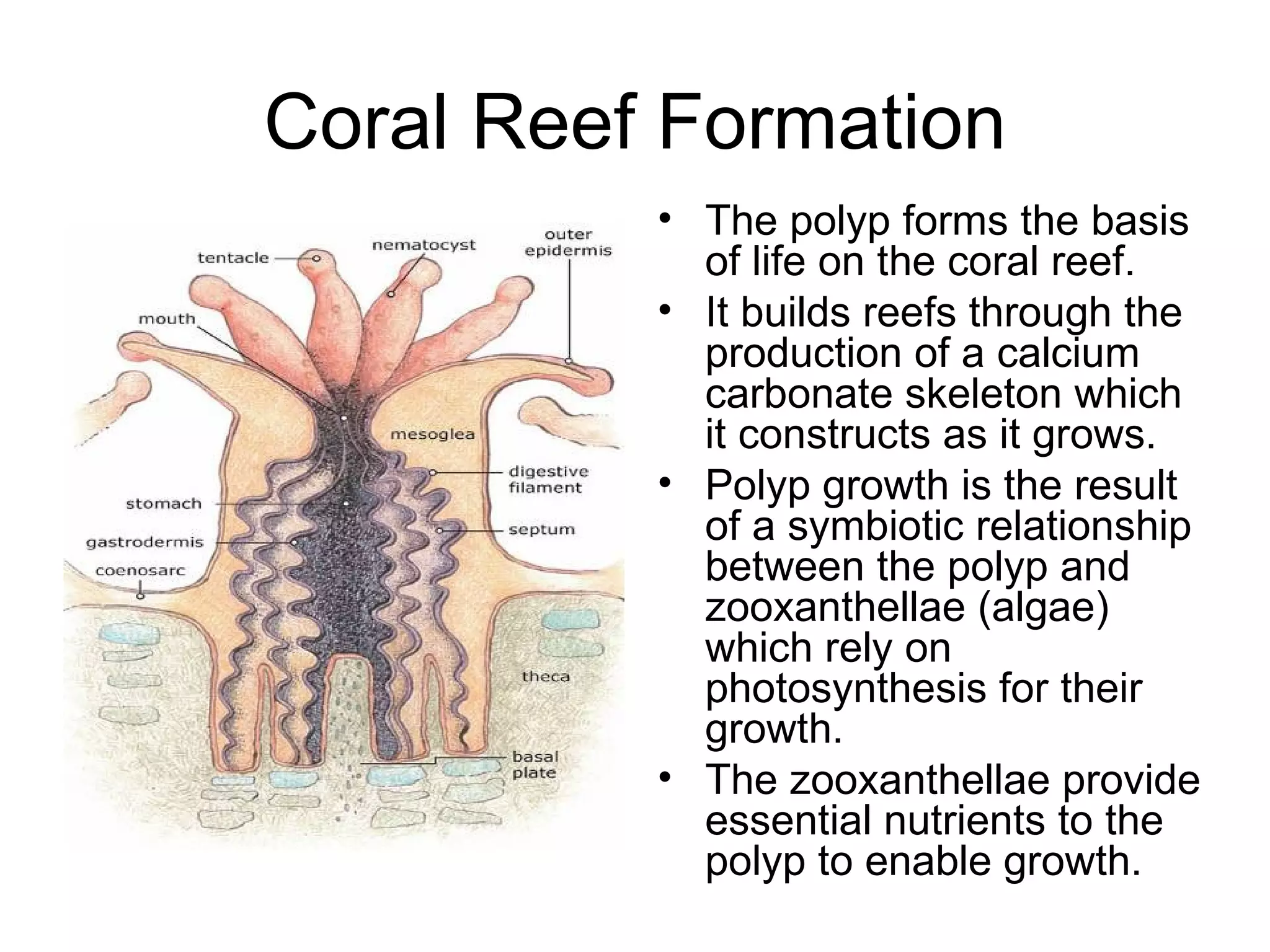 7.5 - Coral Reefs | PPT