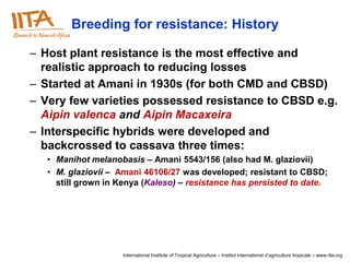 Progress in developing cassava varieties with resistance to CMD and CBSD in eastern Africa | PDF