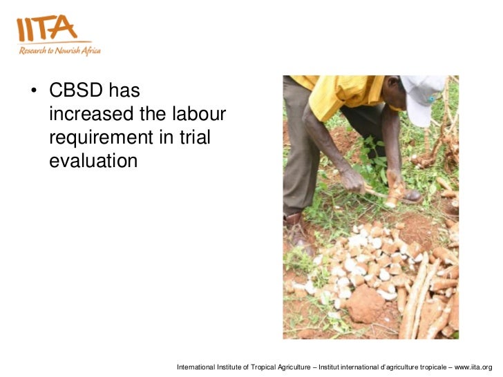 Progress In Developing Cassava Varieties With Resistance To Cmd And C