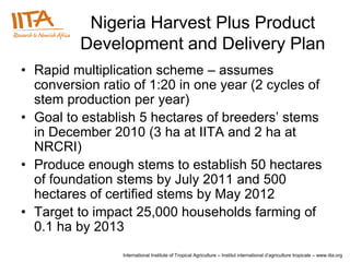 Breeding for Vitamin A Cassava: Current Status | PDF