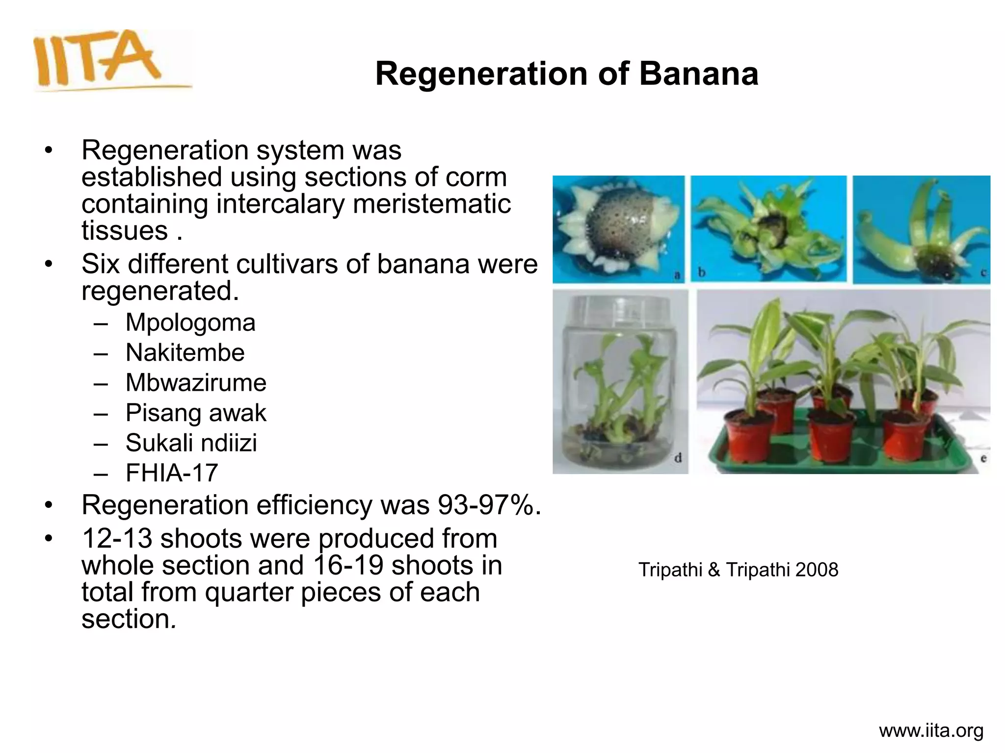 Role of Biotechnology in Improvement of Banana | PDF