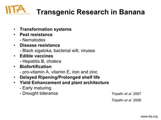 Role of Biotechnology in Improvement of Banana | PDF