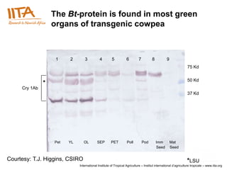 IPM for cowpea | PDF | Infectious Diseases | Diseases and Conditions