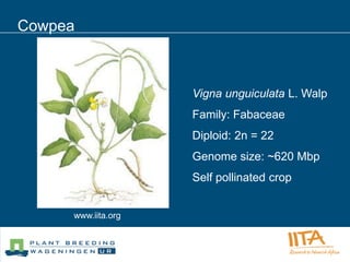 Cowpea Plant Diagram