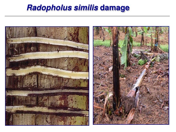 Plant defense responses against Radopholus similis in East African Hi…