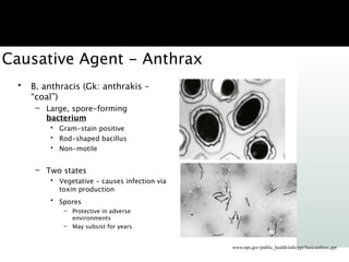 75115808-Antrax.pdf