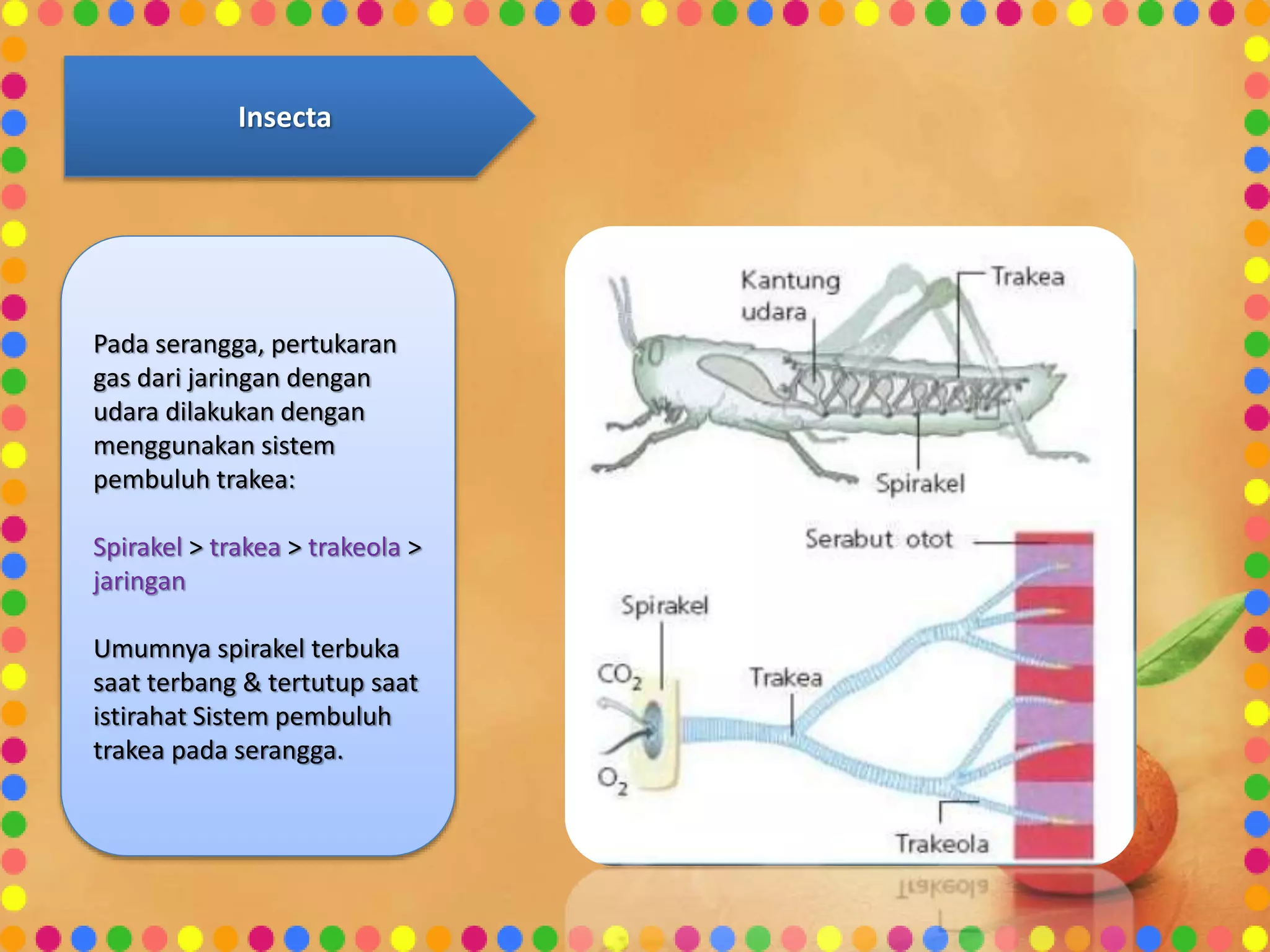 Sistem Respirasi | PPTX
